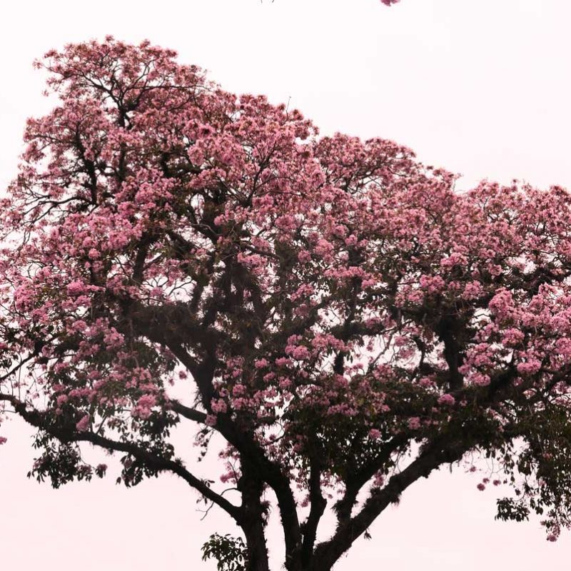 Quick travel guide to San Jose, Costa Rica - Into The Arms Of America
